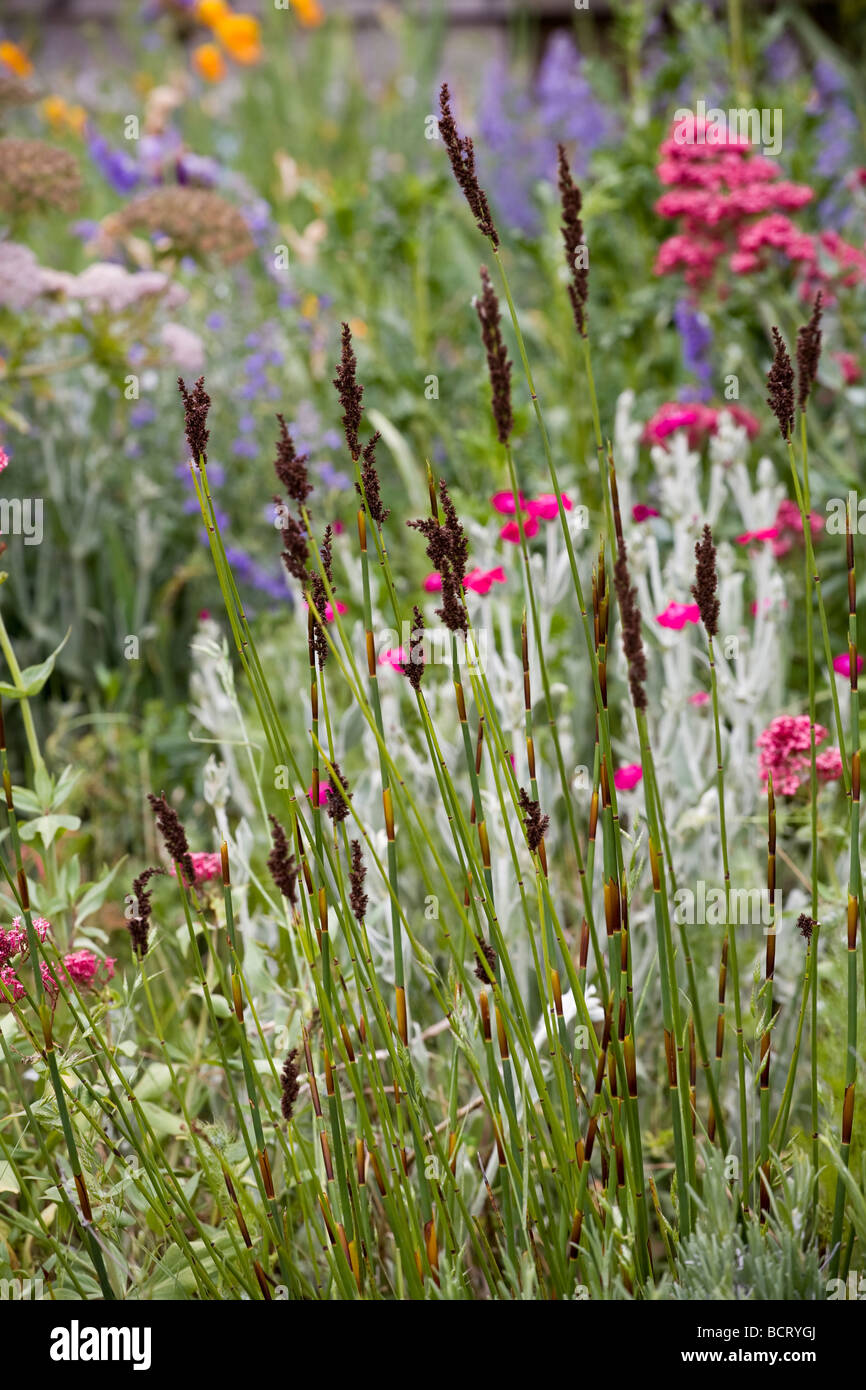 Restio hi-res stock photography and images - Alamy