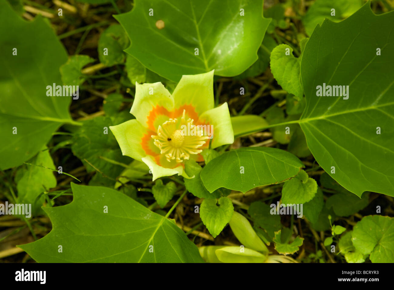 Poplar Bloom Spring Images East Tennessee Stock Photo - Alamy