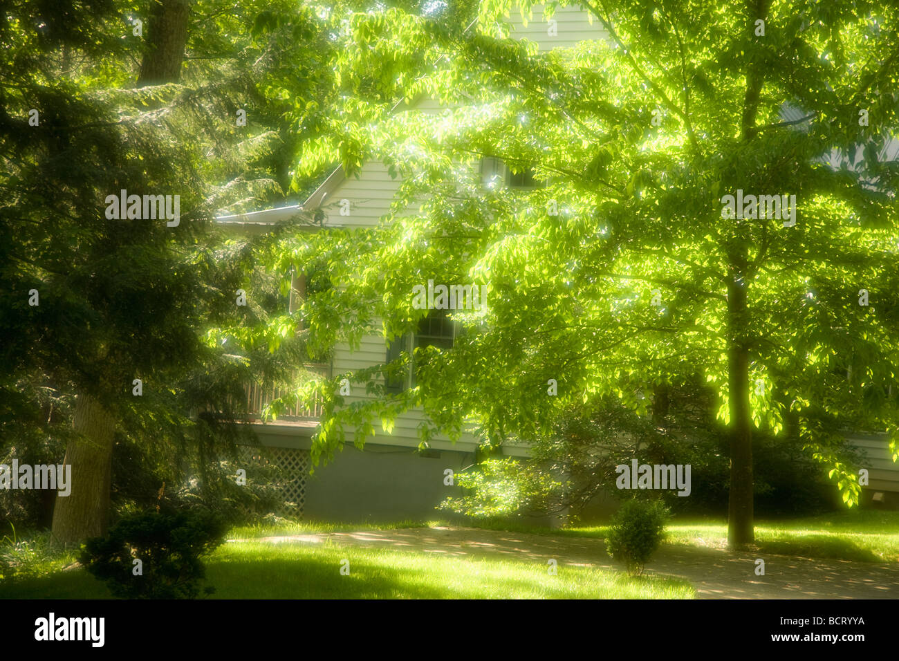 Soft Focus Spring Images East Tennessee Stock Photo - Alamy