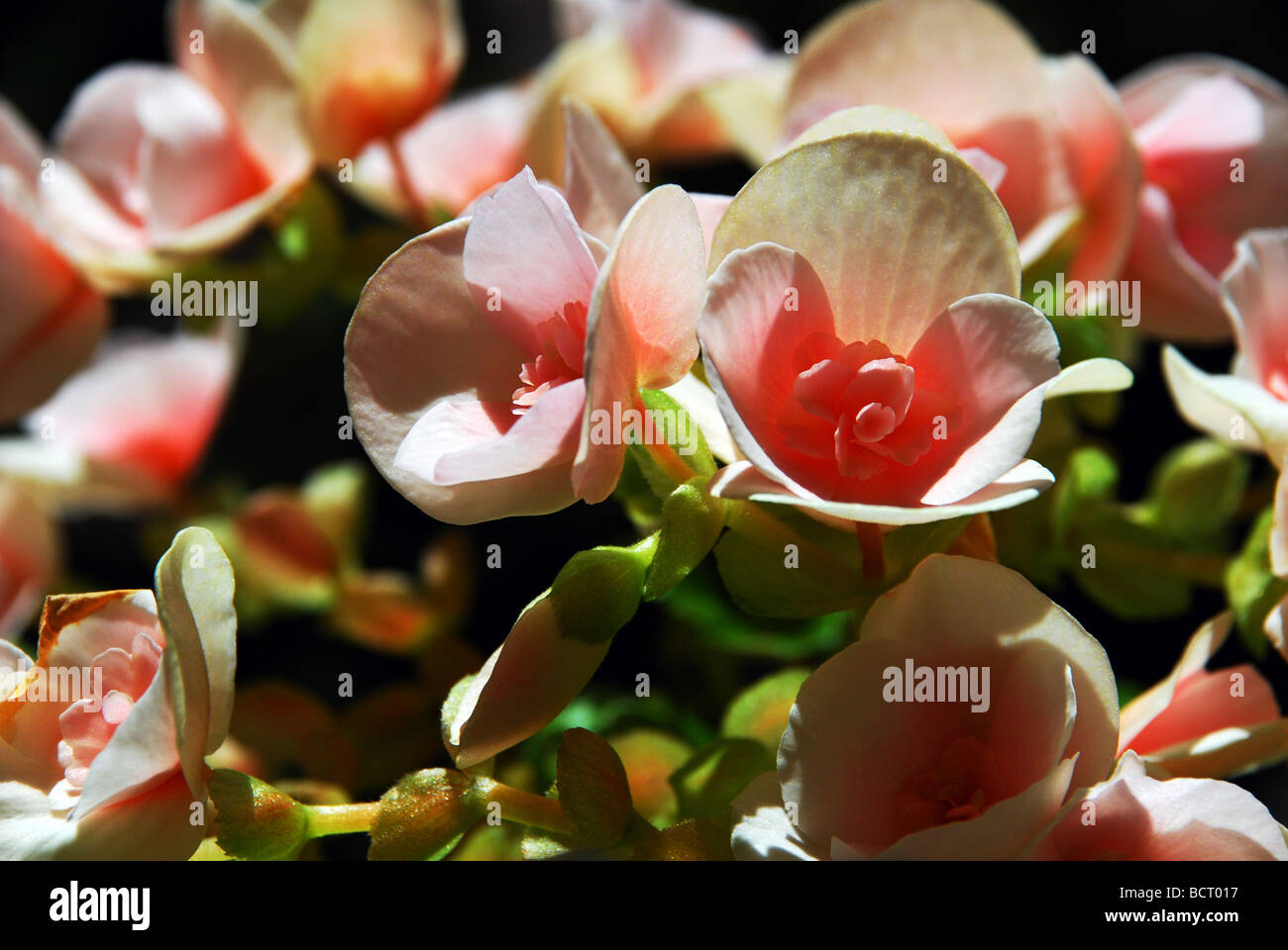 pink flowers by natural light Stock Photo - Alamy