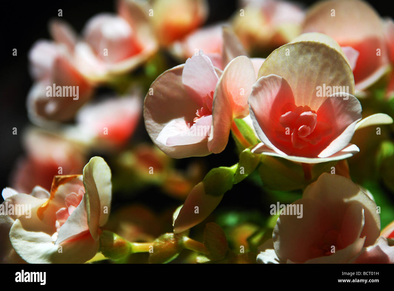 pink flowers by natural light Stock Photo - Alamy