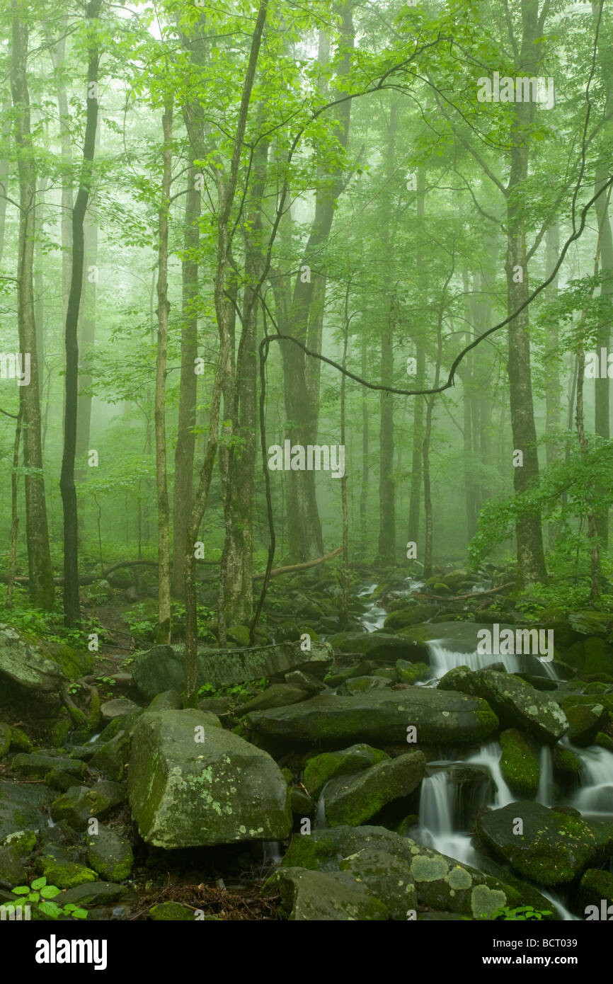 Newfound Gap Spring High Resolution Stock Photography and Images - Alamy