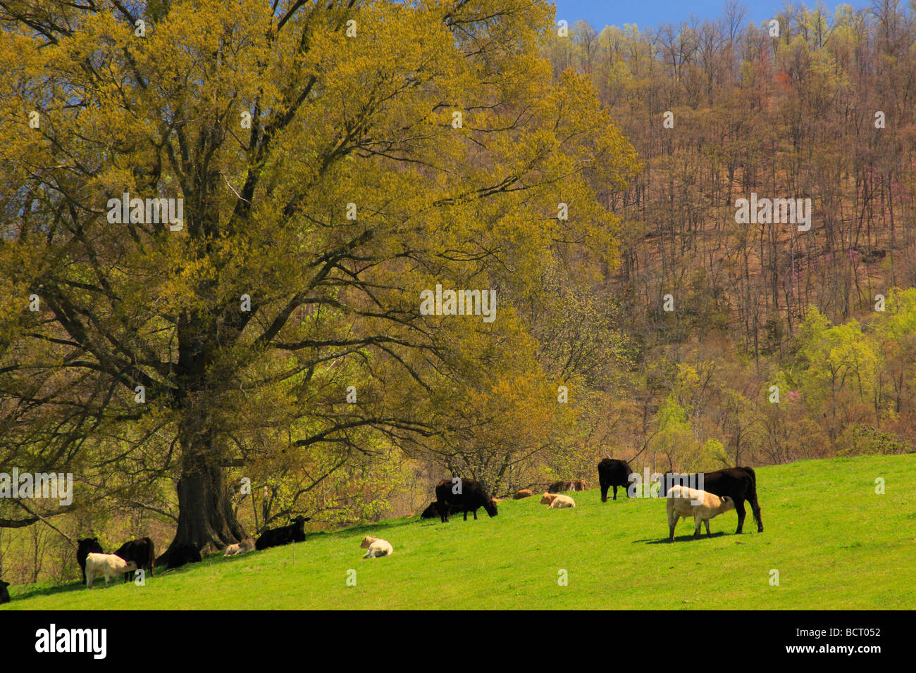 Cattle on farms hi-res stock photography and images - Alamy