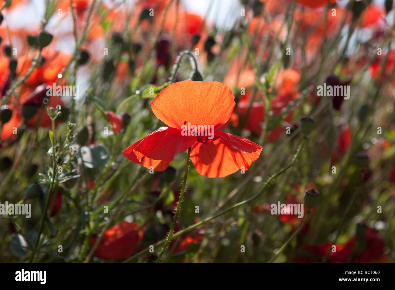 backlit poppy flower in fiald Stock Photo - Alamy