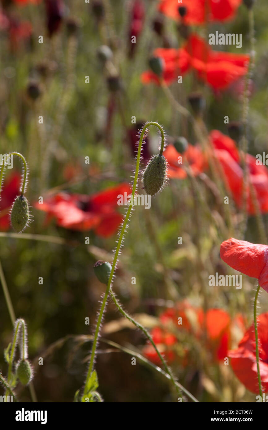 poppy bud close up Stock Photo - Alamy