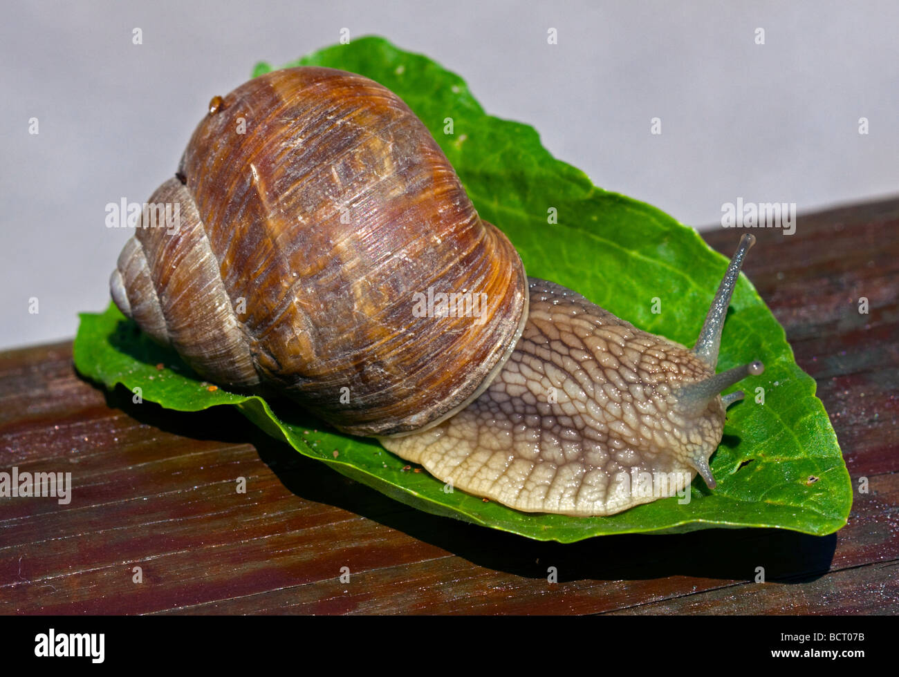 Large roman snail hi-res stock photography and images - Alamy