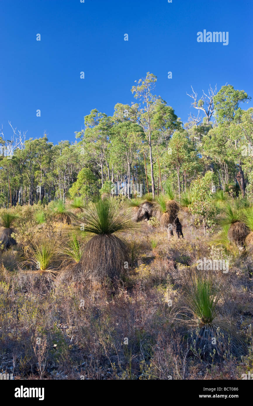 Grass trees xanthorrhoea preissii hi-res stock photography and images ...