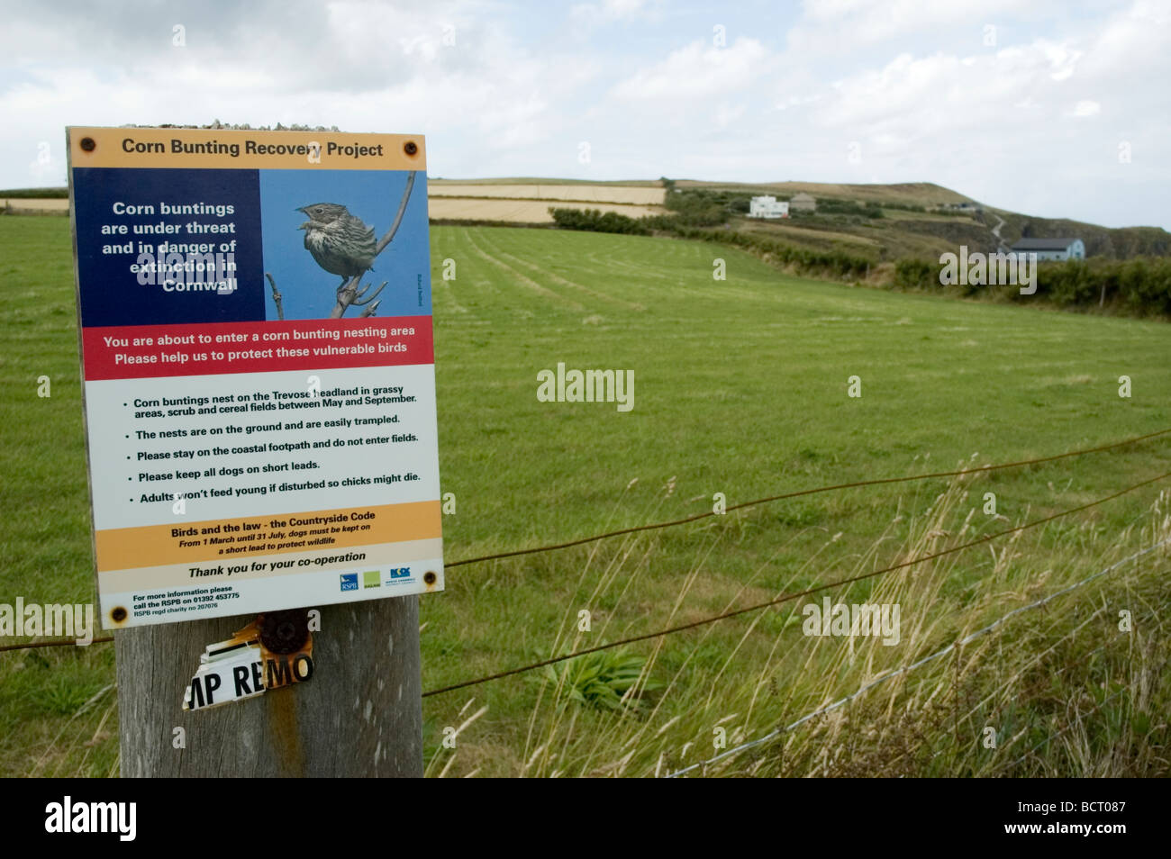 Corn Bunting Recovery Project, Trevose Head, Cornwall, England Stock ...
