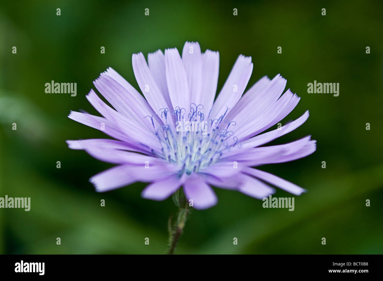 Chicory flower hi-res stock photography and images - Alamy