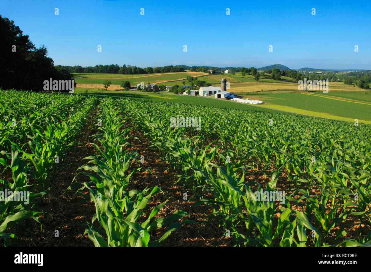 Cow corn hi-res stock photography and images - Alamy