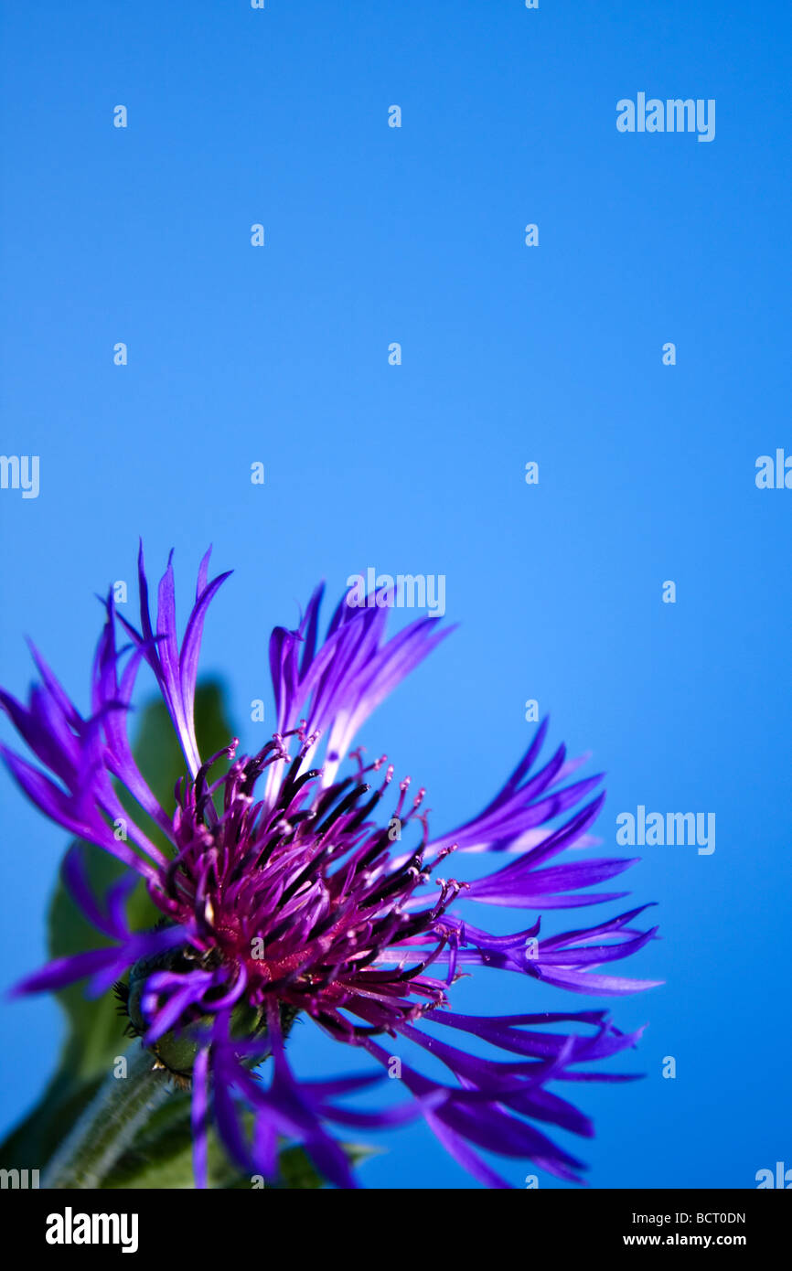 Purple cornflower hi-res stock photography and images - Alamy