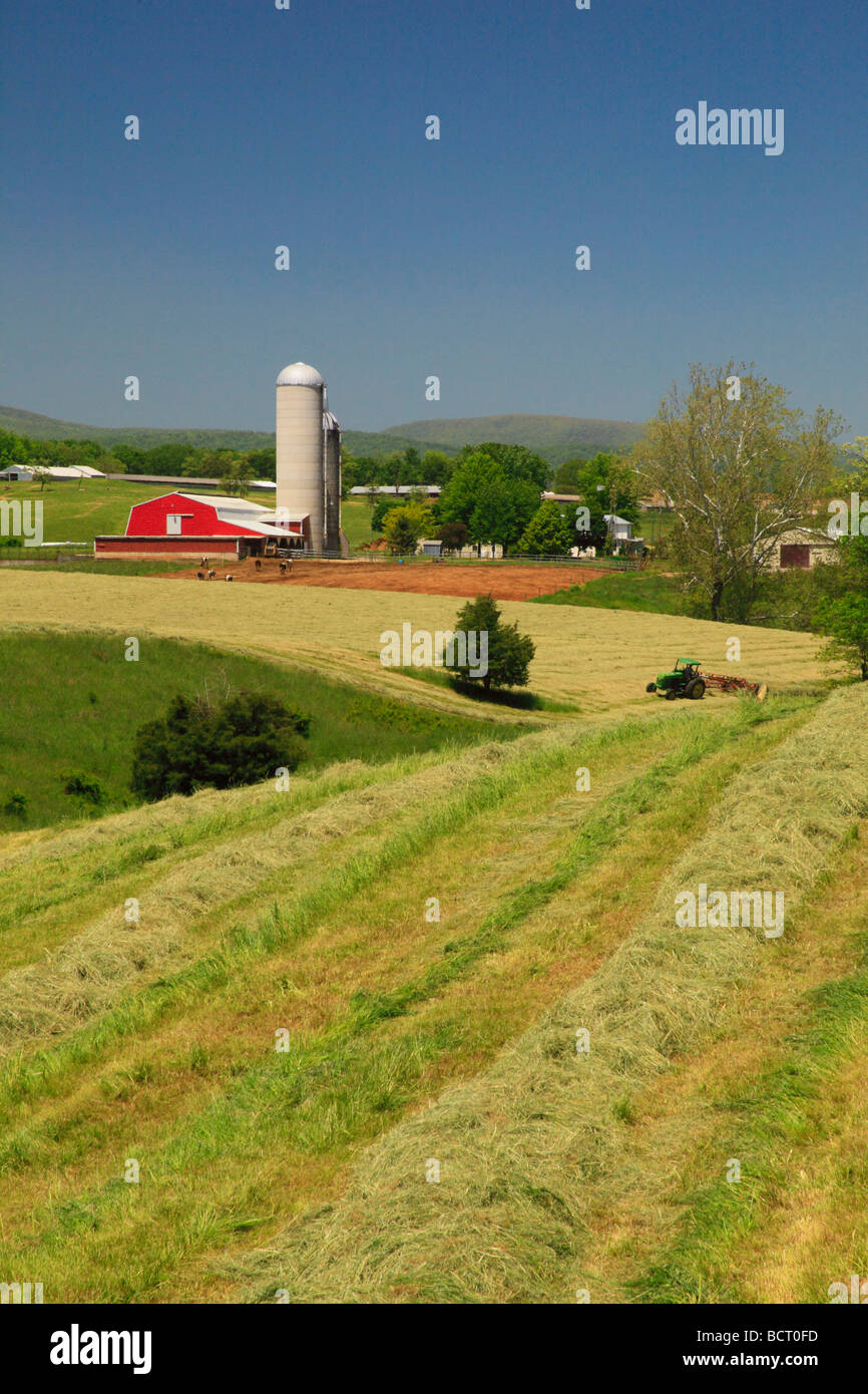 Tractor cows hi-res stock photography and images - Alamy