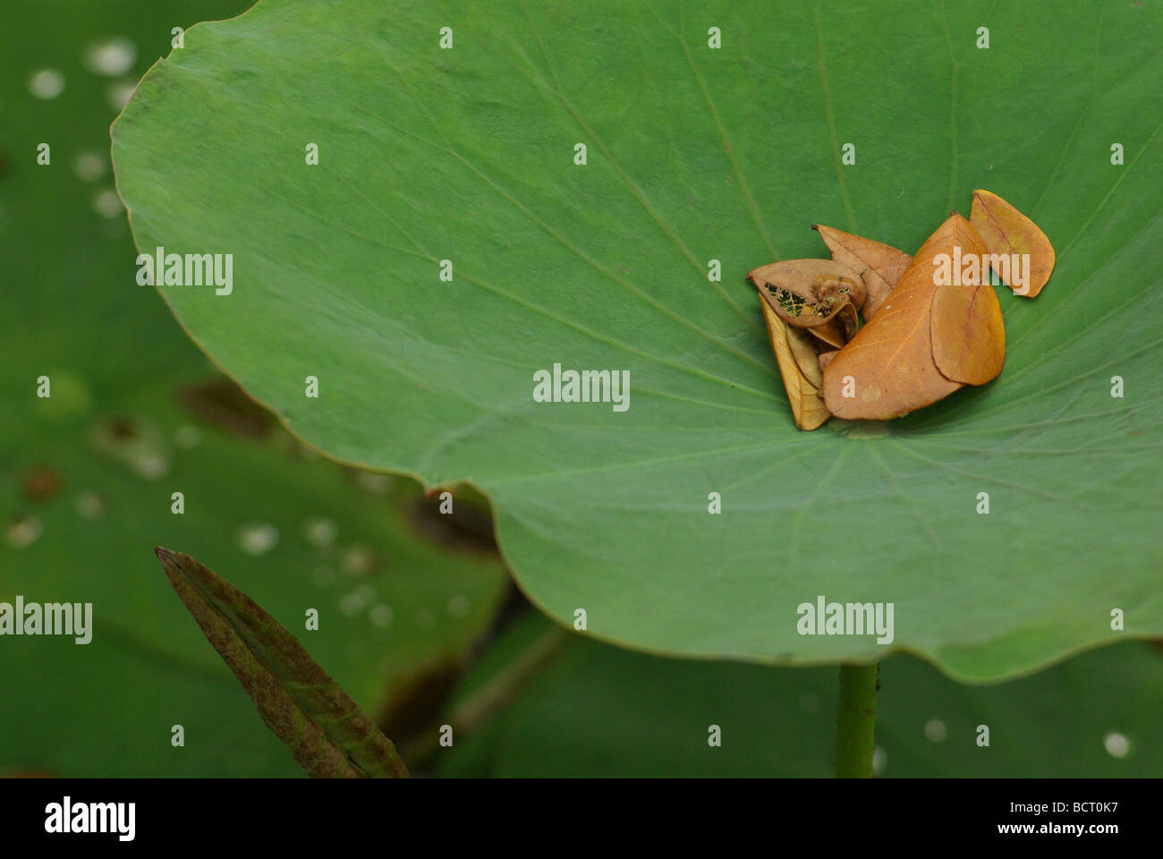 Giant Lily Leaf Stock Photo - Alamy