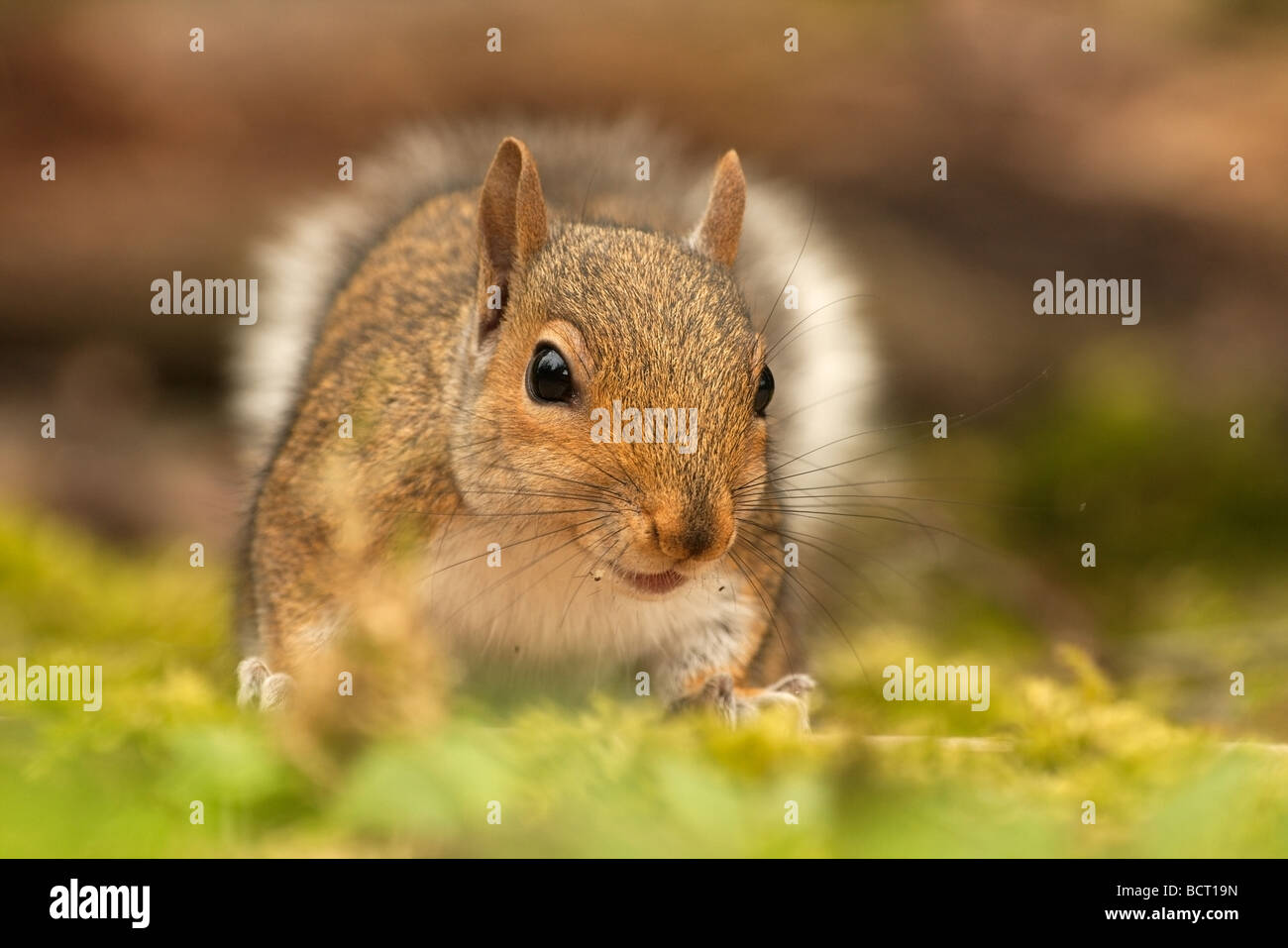 Squirrel facing camera hi-res stock photography and images - Alamy