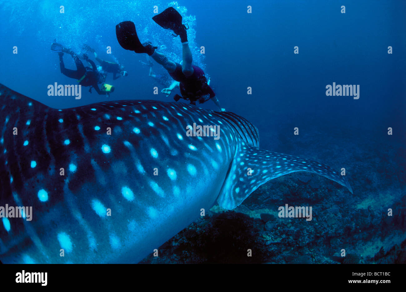 Ningaloo reef whale shark divers hi-res stock photography and images ...