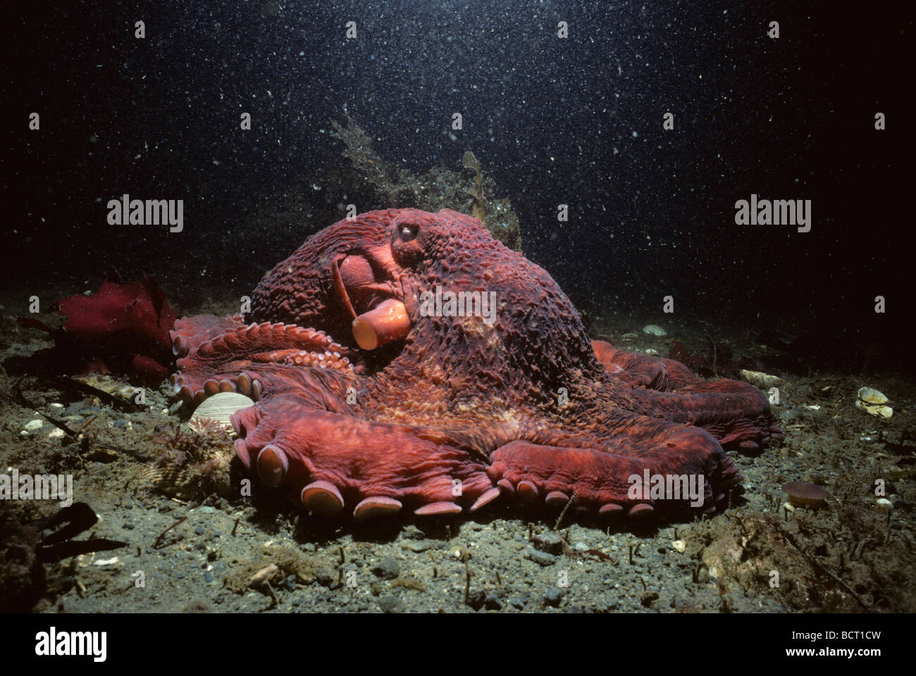 Octopus ocean floor hi-res stock photography and images - Alamy