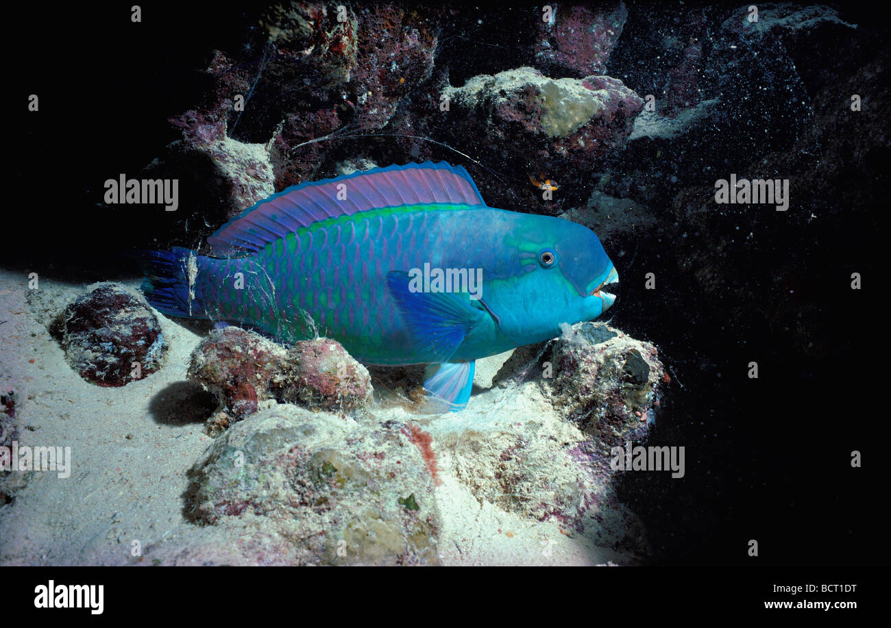 Parrotfish sleeping cocoon hi-res stock photography and images - Alamy