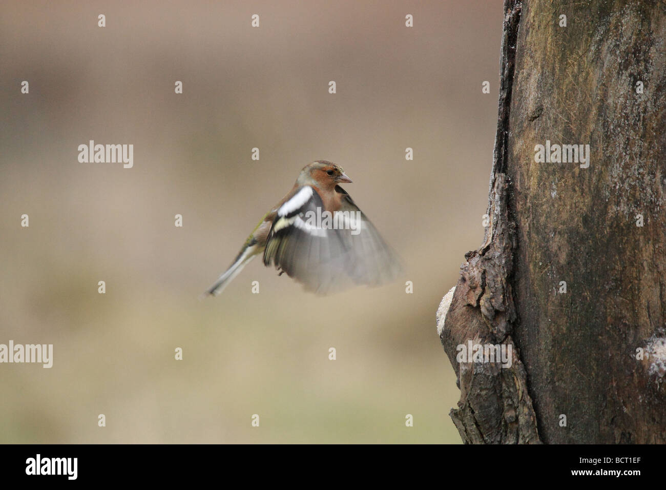 Chaffinch flying hi-res stock photography and images - Alamy