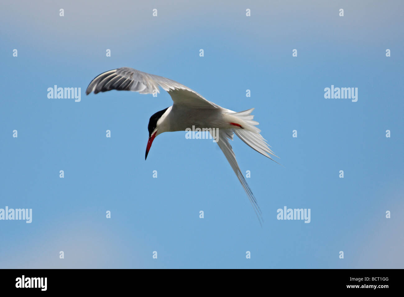 Hovering common tern hi-res stock photography and images - Alamy
