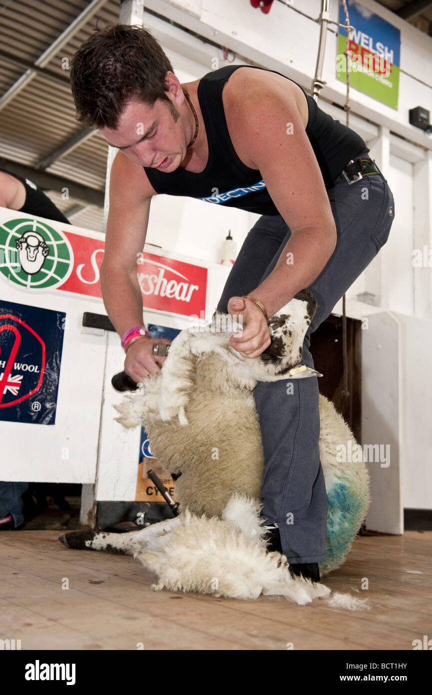 Low angled shot of young male contender shearing sheep in a shearing ...