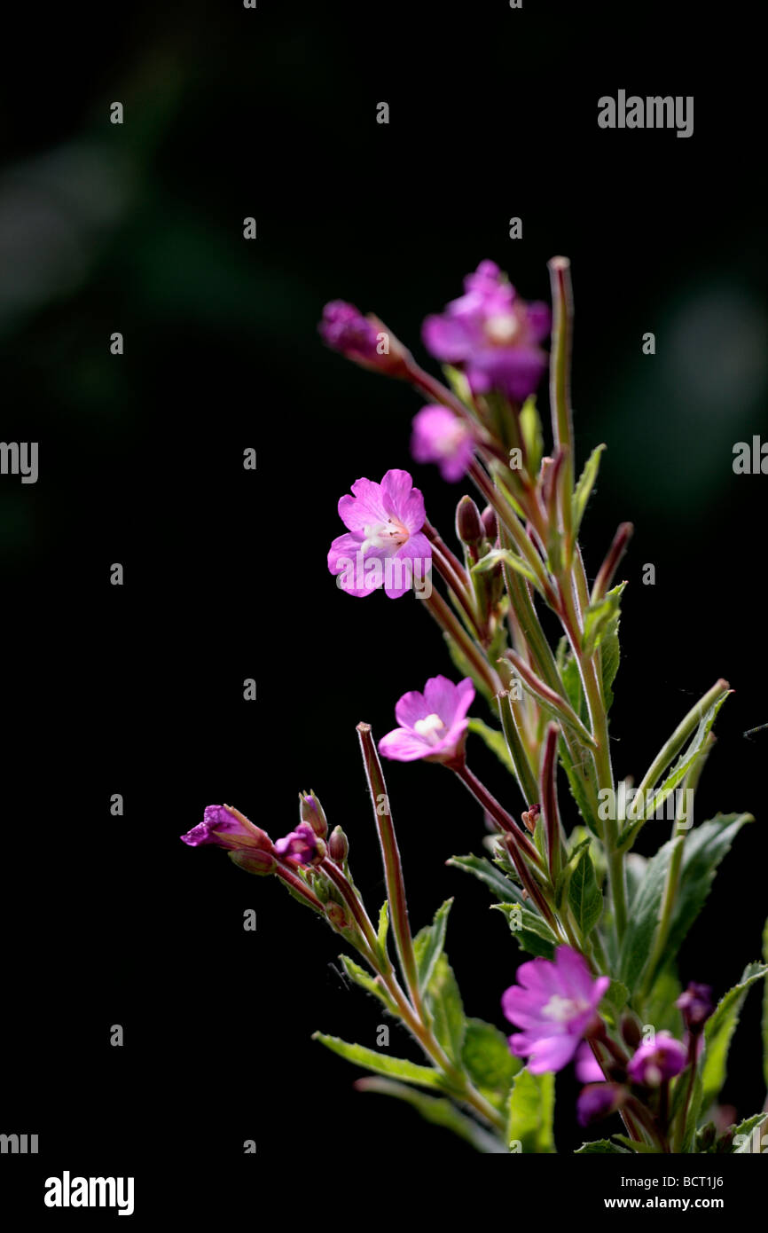 Common Corncockle (Agrostemma githago Stock Photo - Alamy