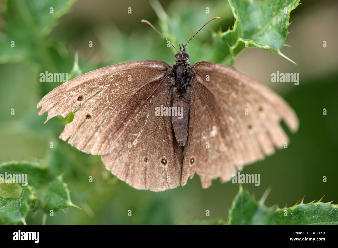 Female Ringlet Butterfly (Aphantopus hyperantus Stock Photo - Alamy