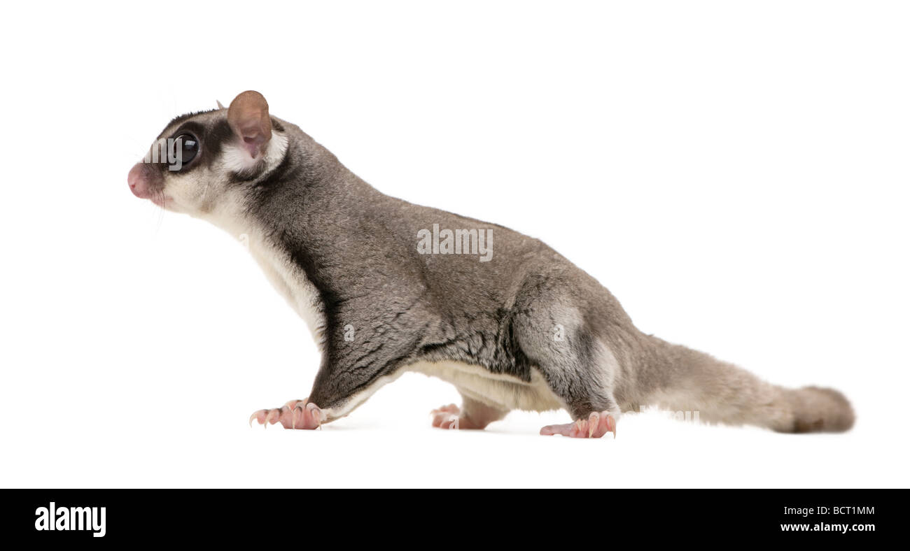 Sugar glider, Petaurus breviceps, in front of a white background ...