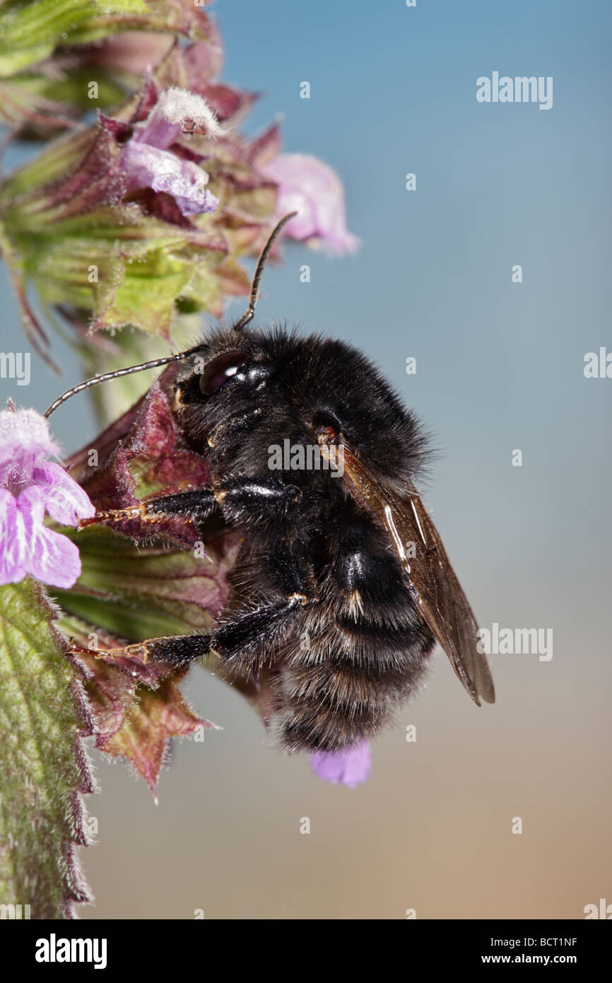 Bap species hi-res stock photography and images - Alamy