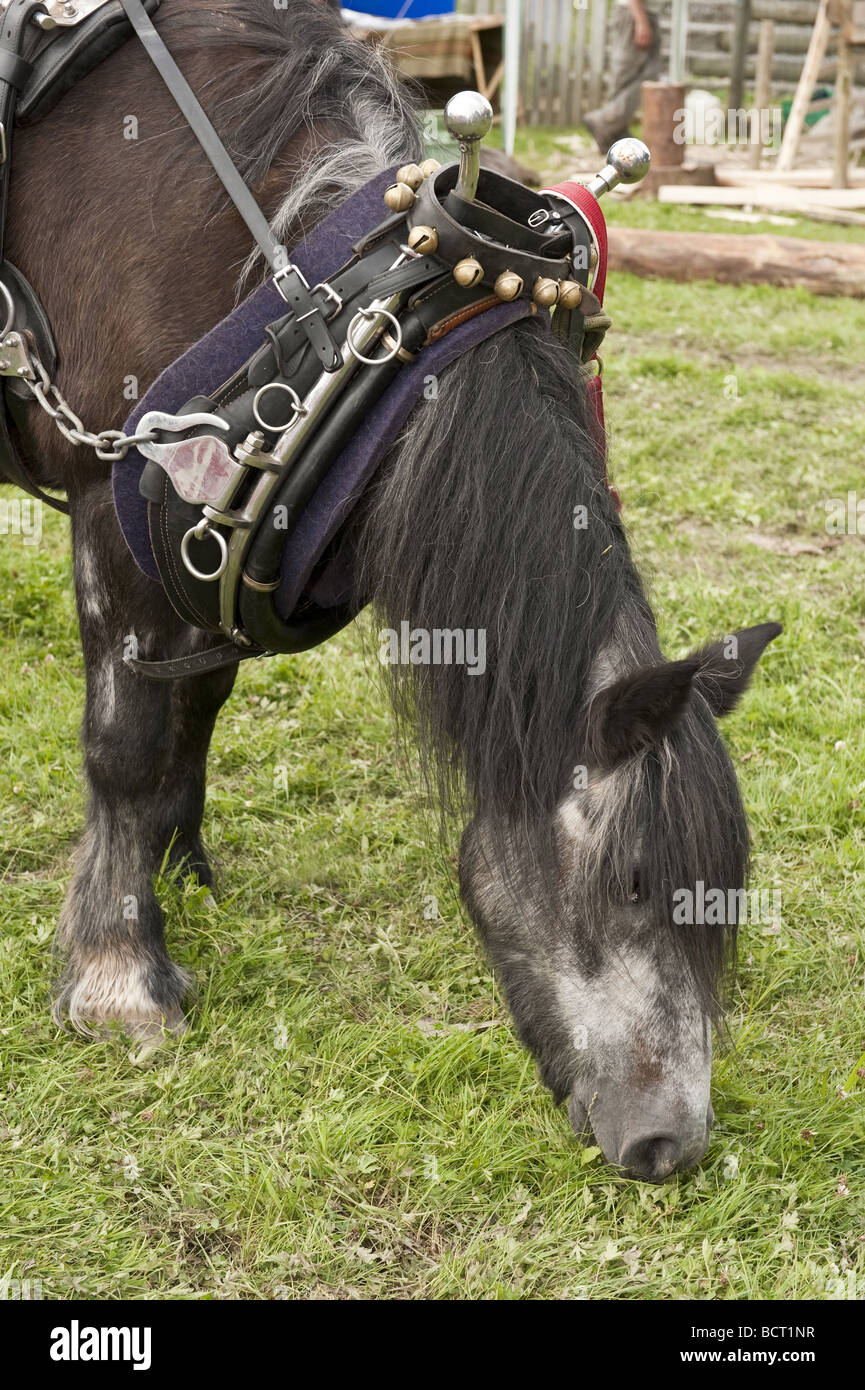Working logging pony taking a well earned snack break after a working ...