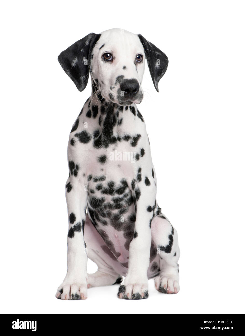Dalmatian puppy in front of a white background, studio shot Stock Photo ...
