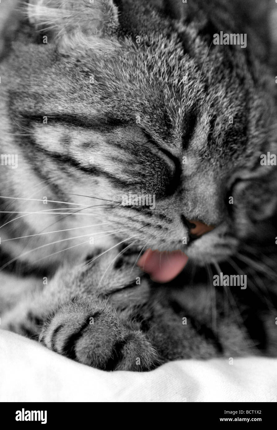 Cleaning the paws hi-res stock photography and images - Alamy