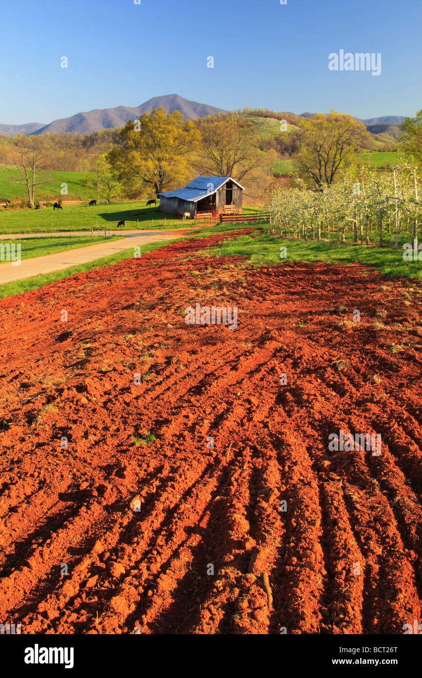 Apple Orchard Roseland Nelson County Virginia Stock Photo - Alamy