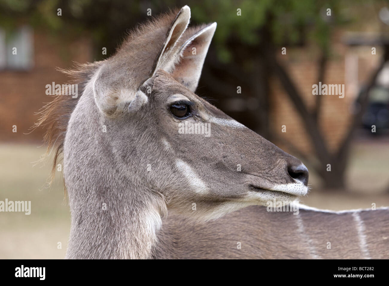 Kudu head head hi-res stock photography and images - Alamy