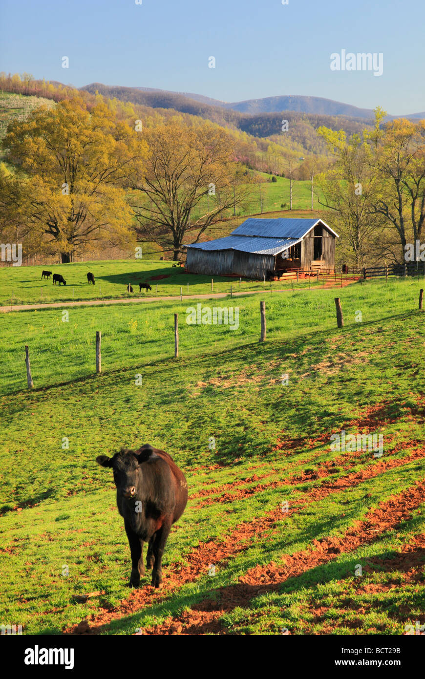 Cows and barn Roseland Nelson County Virginia Stock Photo - Alamy