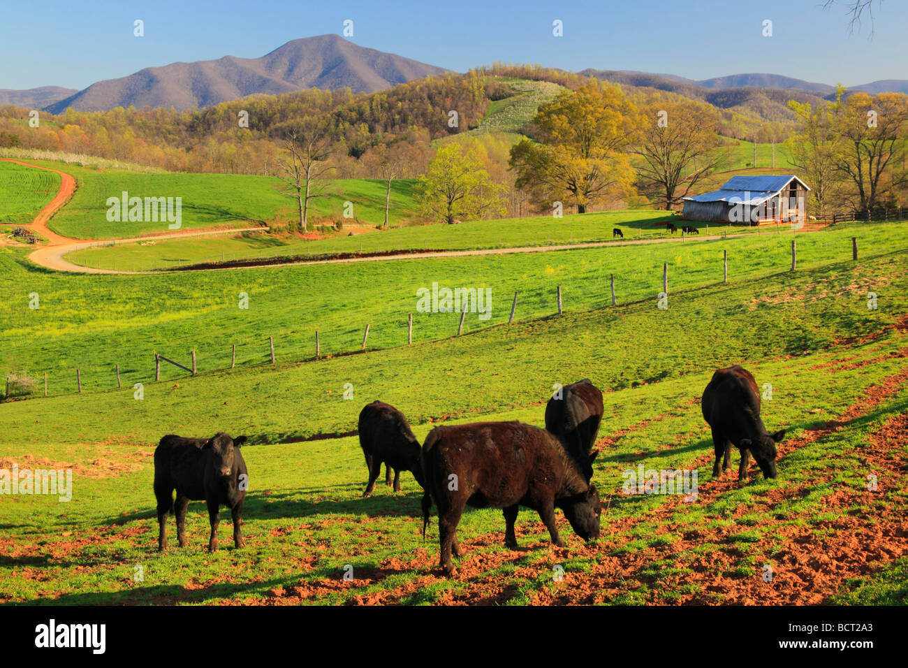 Cattle and barn Roseland Nelson County Virginia Stock Photo - Alamy
