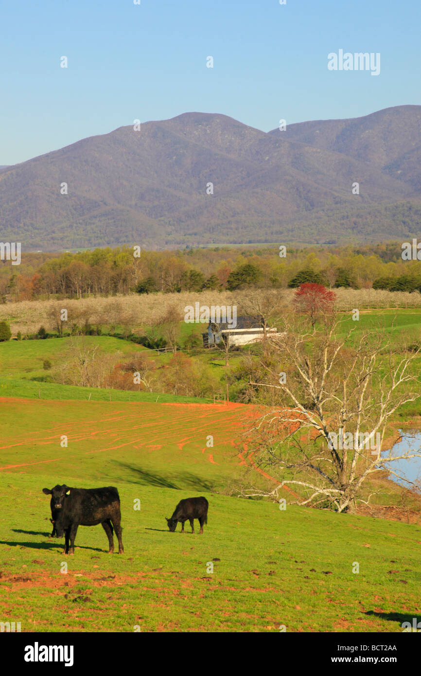 Cattle and barn Roseland Nelson County Virginia Stock Photo - Alamy