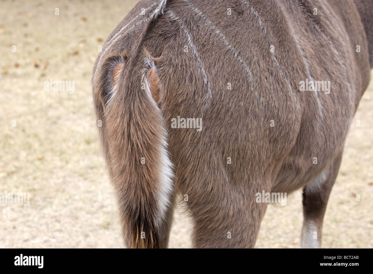 Female kudu tail hi-res stock photography and images - Alamy