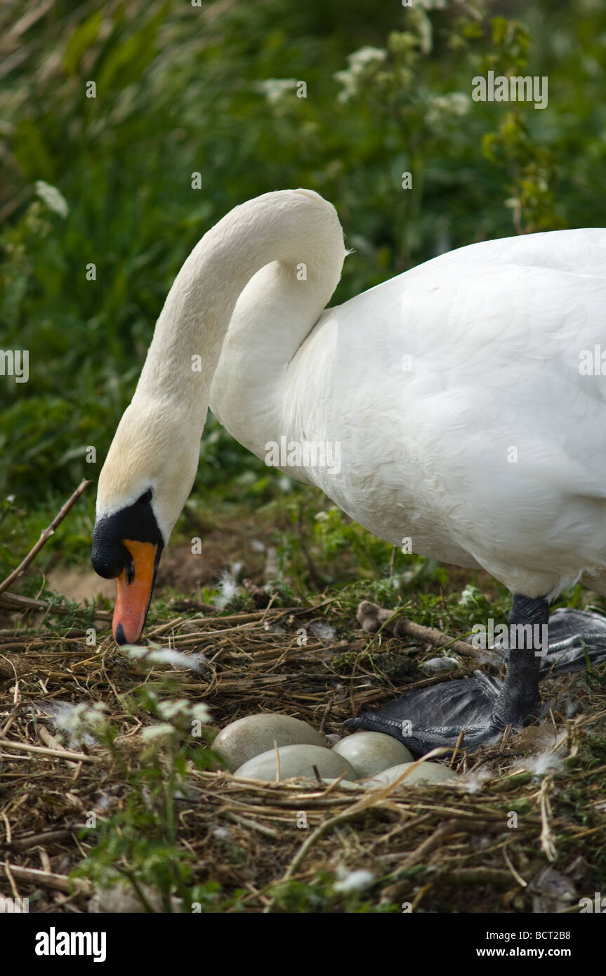 Female swan guarding and incubating her eggs Stock Photo - Alamy