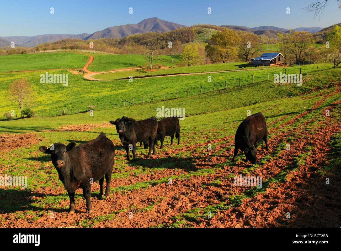 Cattle and barn Roseland Nelson County Virginia Stock Photo - Alamy