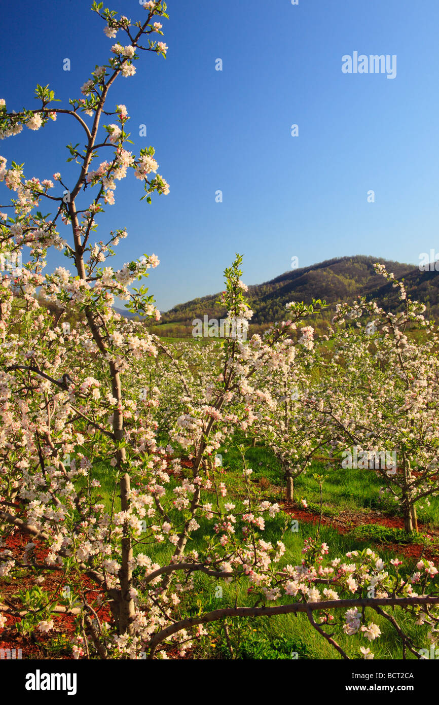 Apple Orchard Roseland Nelson County Virginia Stock Photo - Alamy