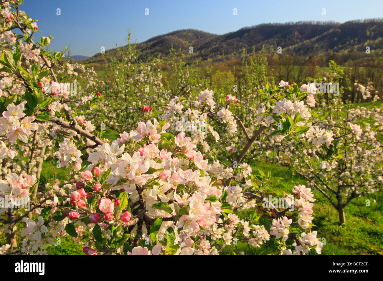 Apple Orchard Roseland Nelson County Virginia Stock Photo - Alamy