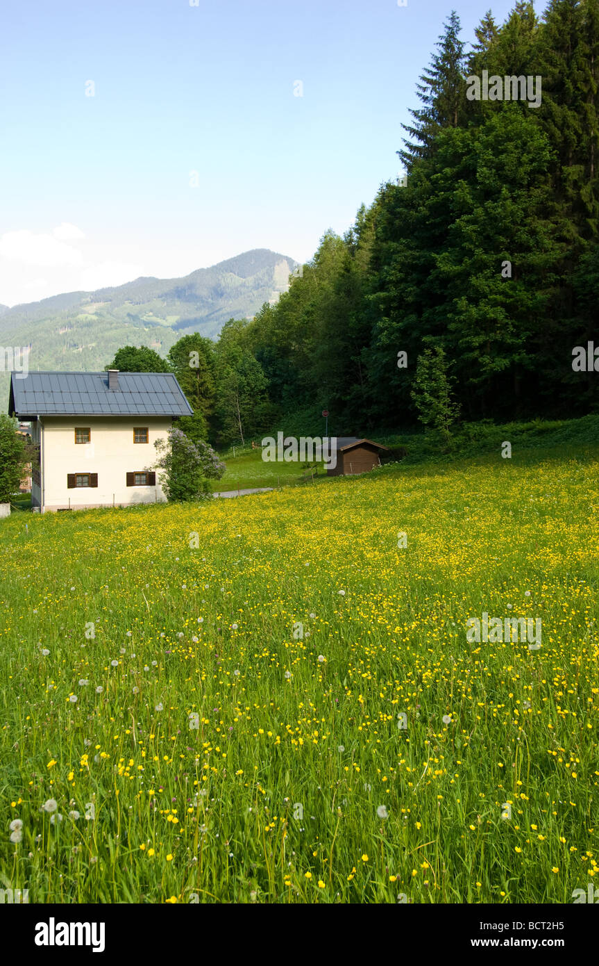 Flower meadow with traditional Austrian wooden house Stock Photo - Alamy