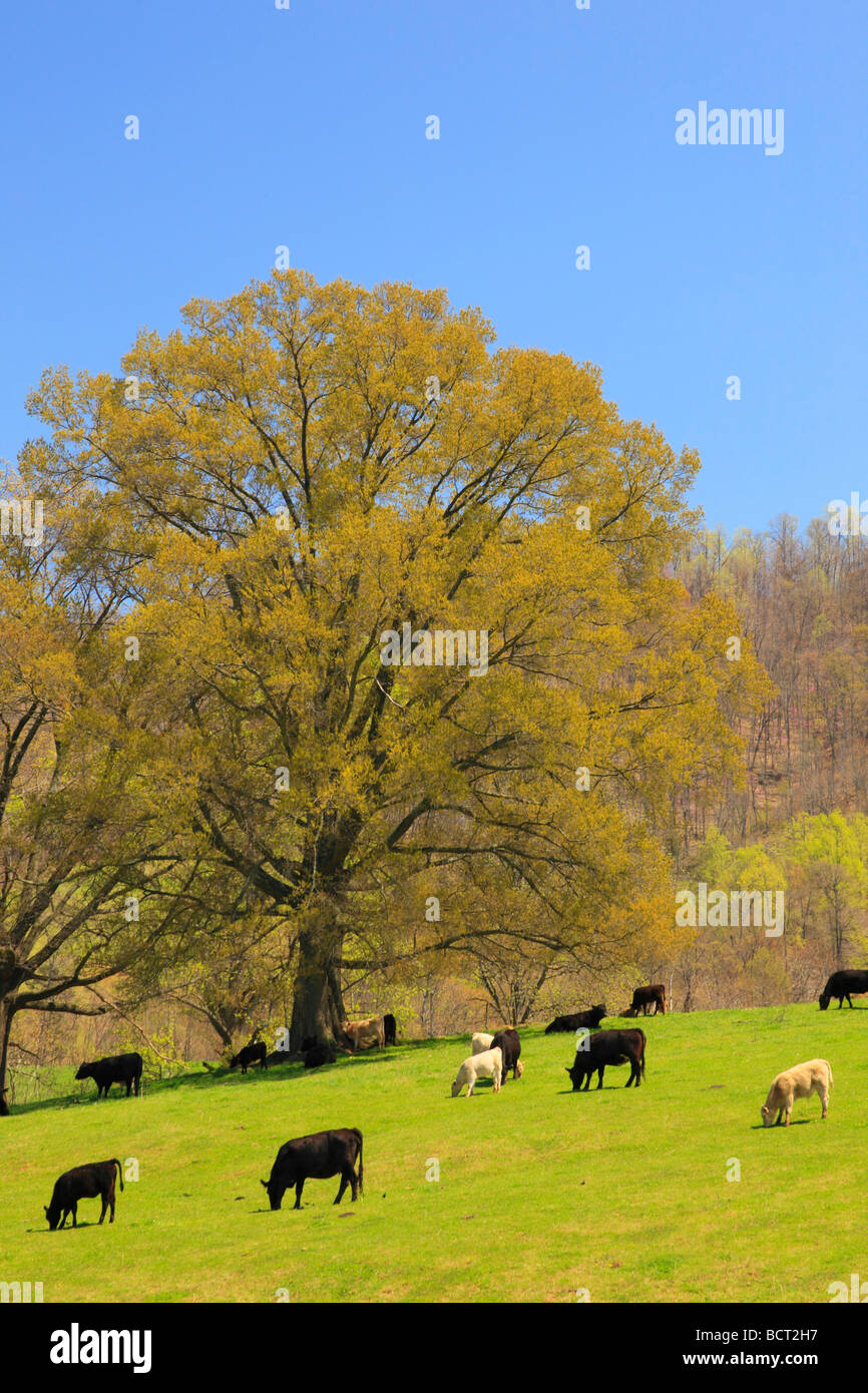 Virginia blue ridge mountains farm hi-res stock photography and images ...