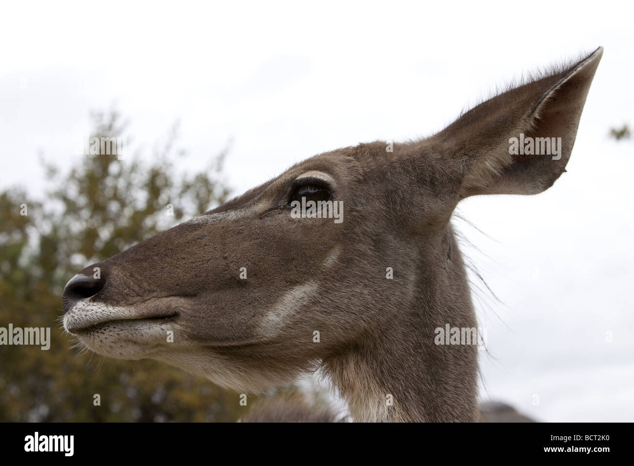 Female Kudu head shot Stock Photo - Alamy