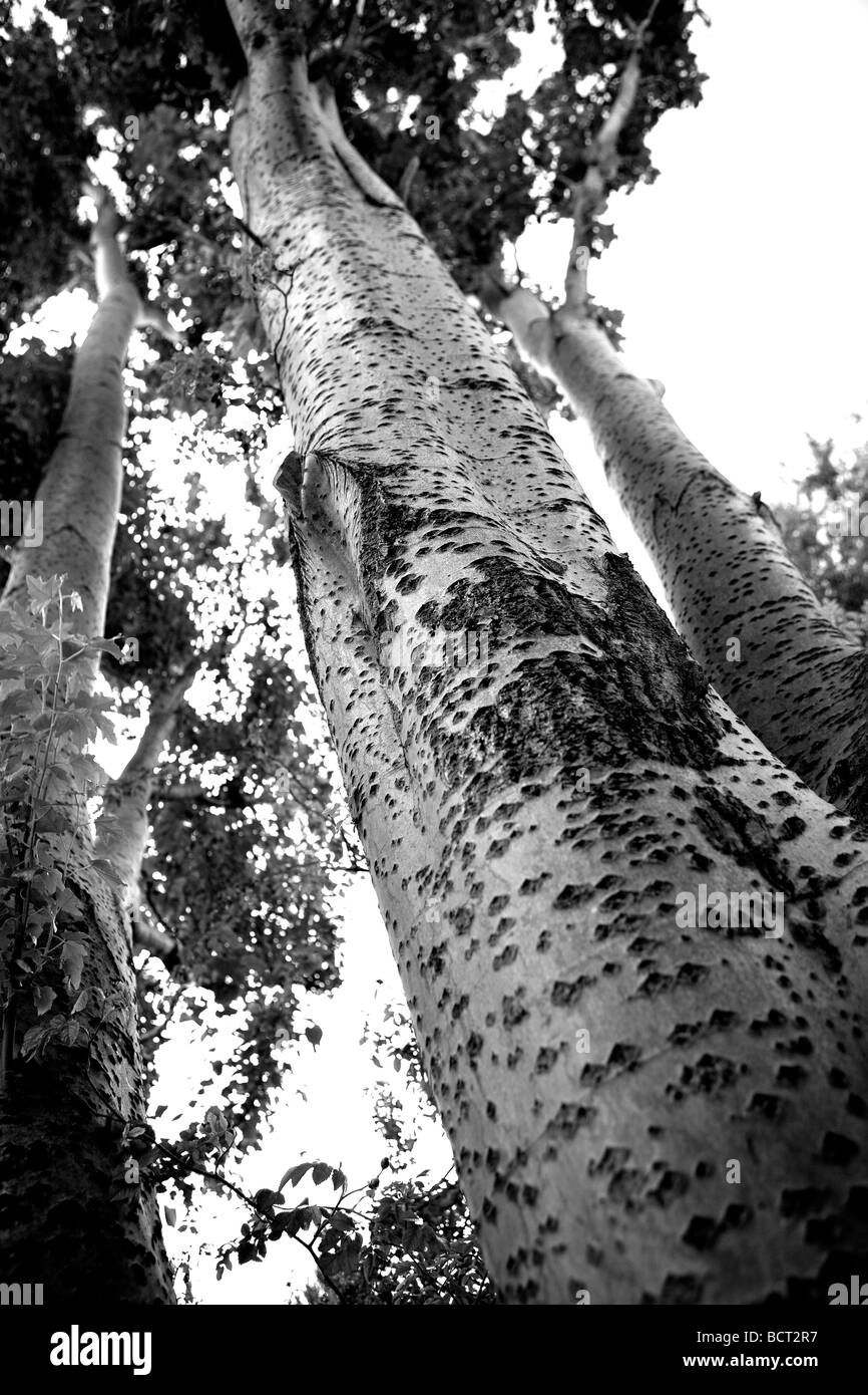 Abele tree leaves Black and White Stock Photos & Images - Alamy