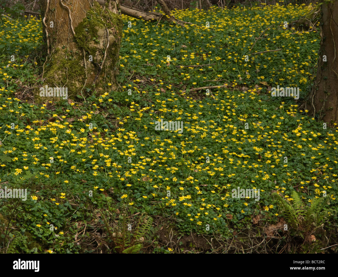 Celandine flower hi-res stock photography and images - Alamy