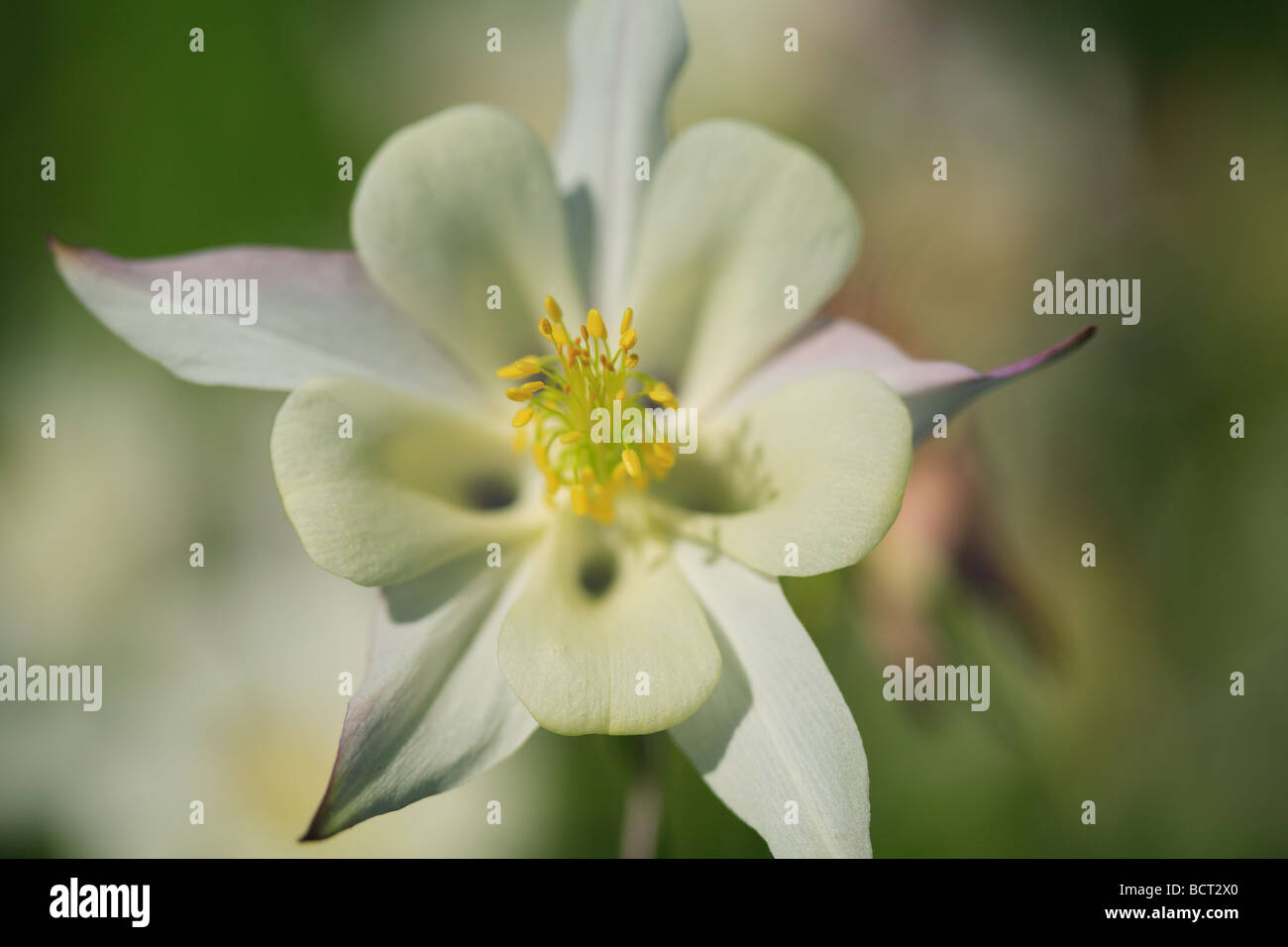 White columbine Aquilegia Stock Photo - Alamy