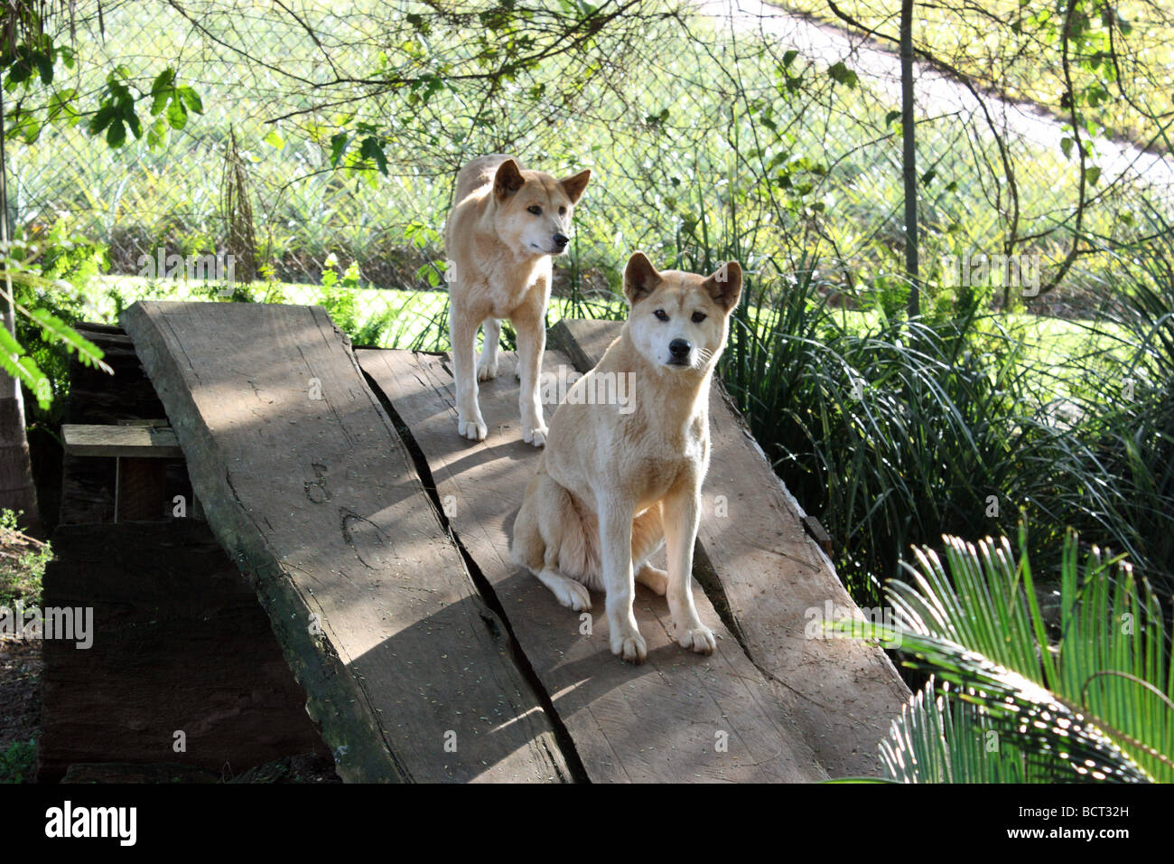 TWO DINGOES IN A ZOO HORIZONTAL BDA11291 Stock Photo - Alamy