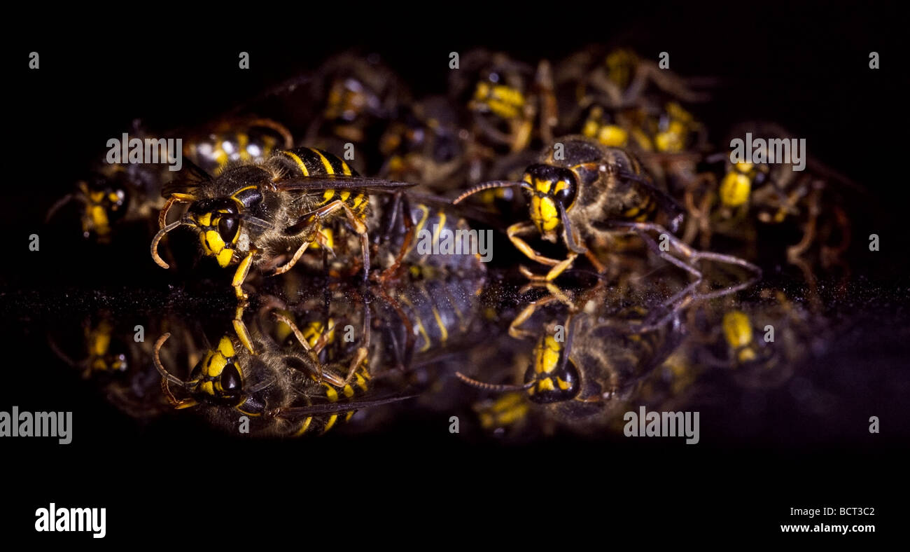 Wasps at the hi-res stock photography and images - Alamy