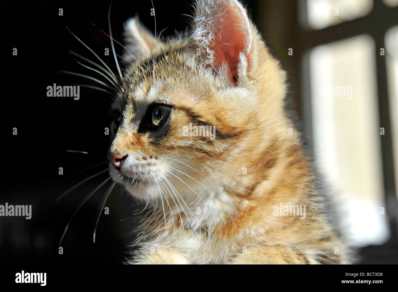 Young tabby kitten Stock Photo - Alamy